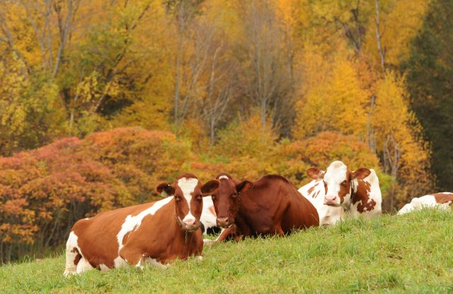 Colrain MA | Green River in MA | Catamount State Forest