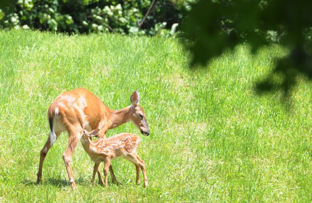 Leyden MA | Leyden State Forest | Green River