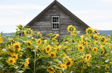 Sunderland MA | Mount Toby Reservation | The Blue Heron Restaurant ...